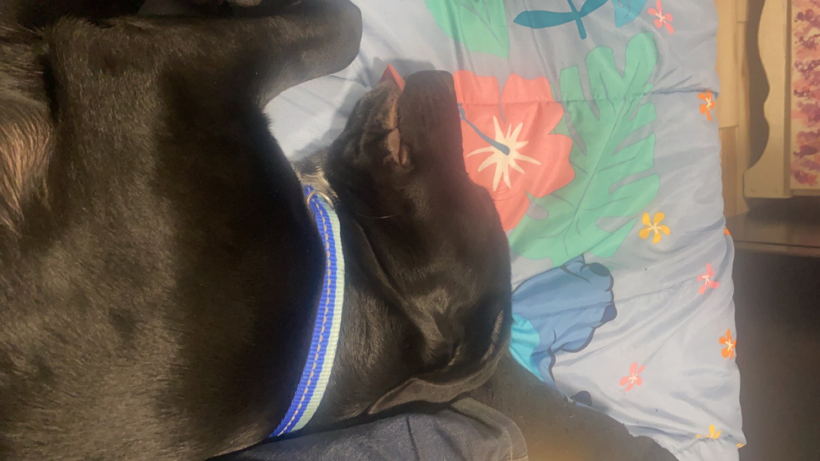 giving me the jr mod role - Sons Of | The Forest