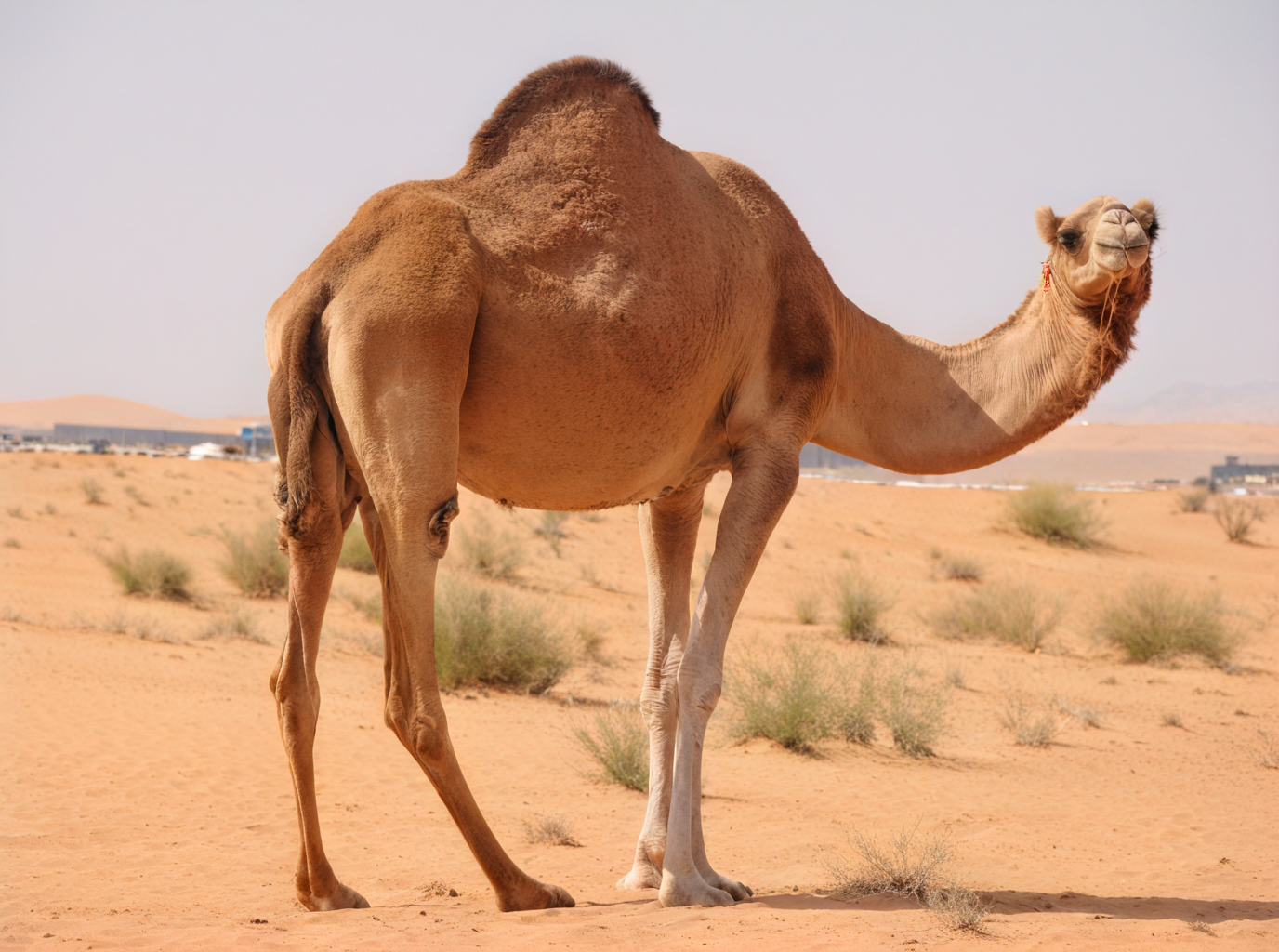 camel is next level - Software Engineering Courses (SECourses)