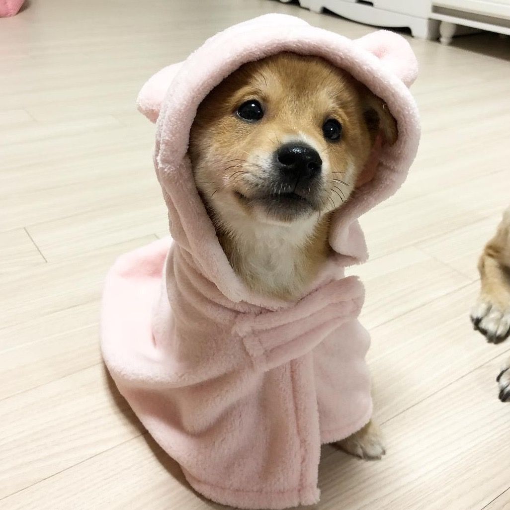 Cute Dogs - My Anime Chat