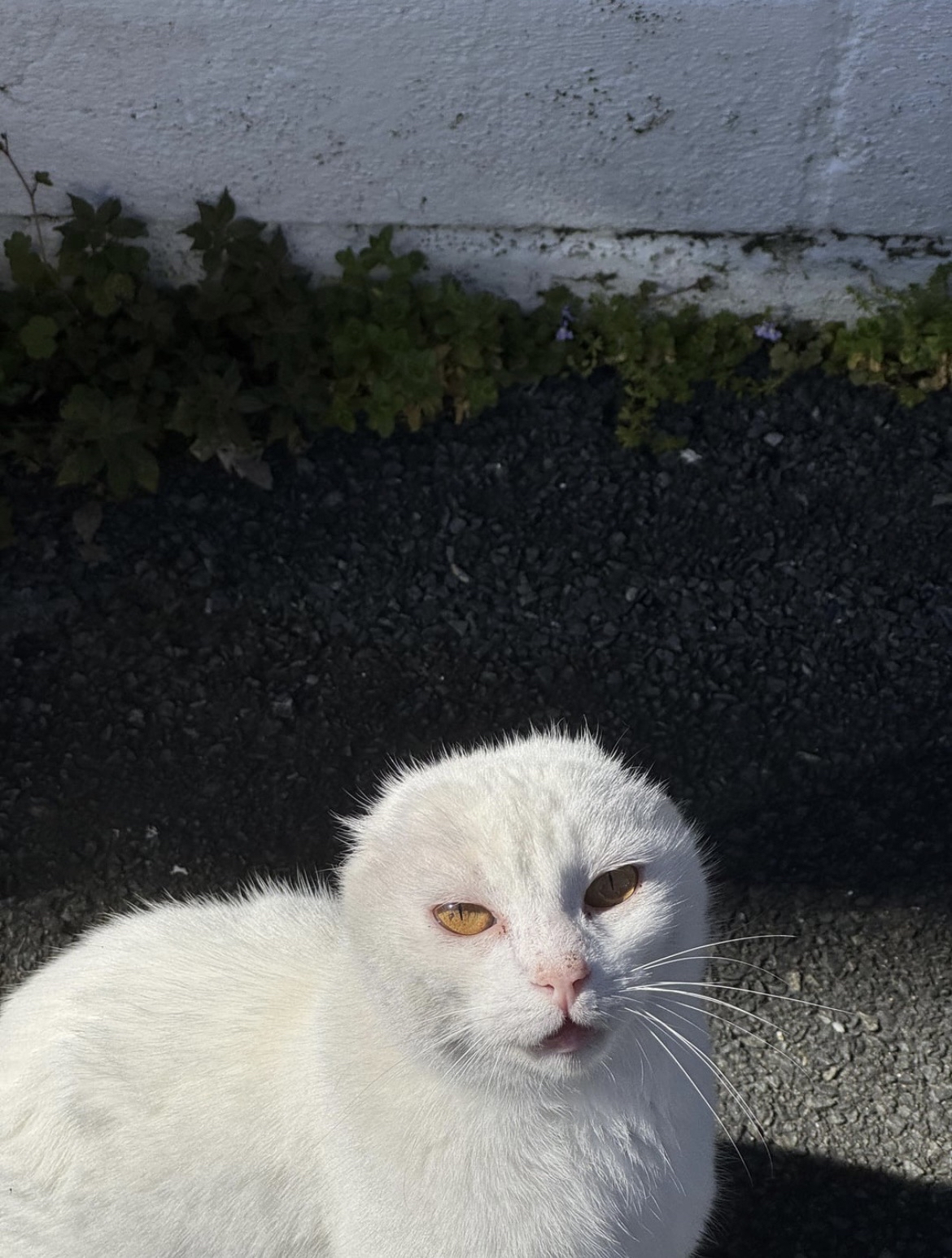 why would ed send jack on the island then?? - Sons Of | The Forest