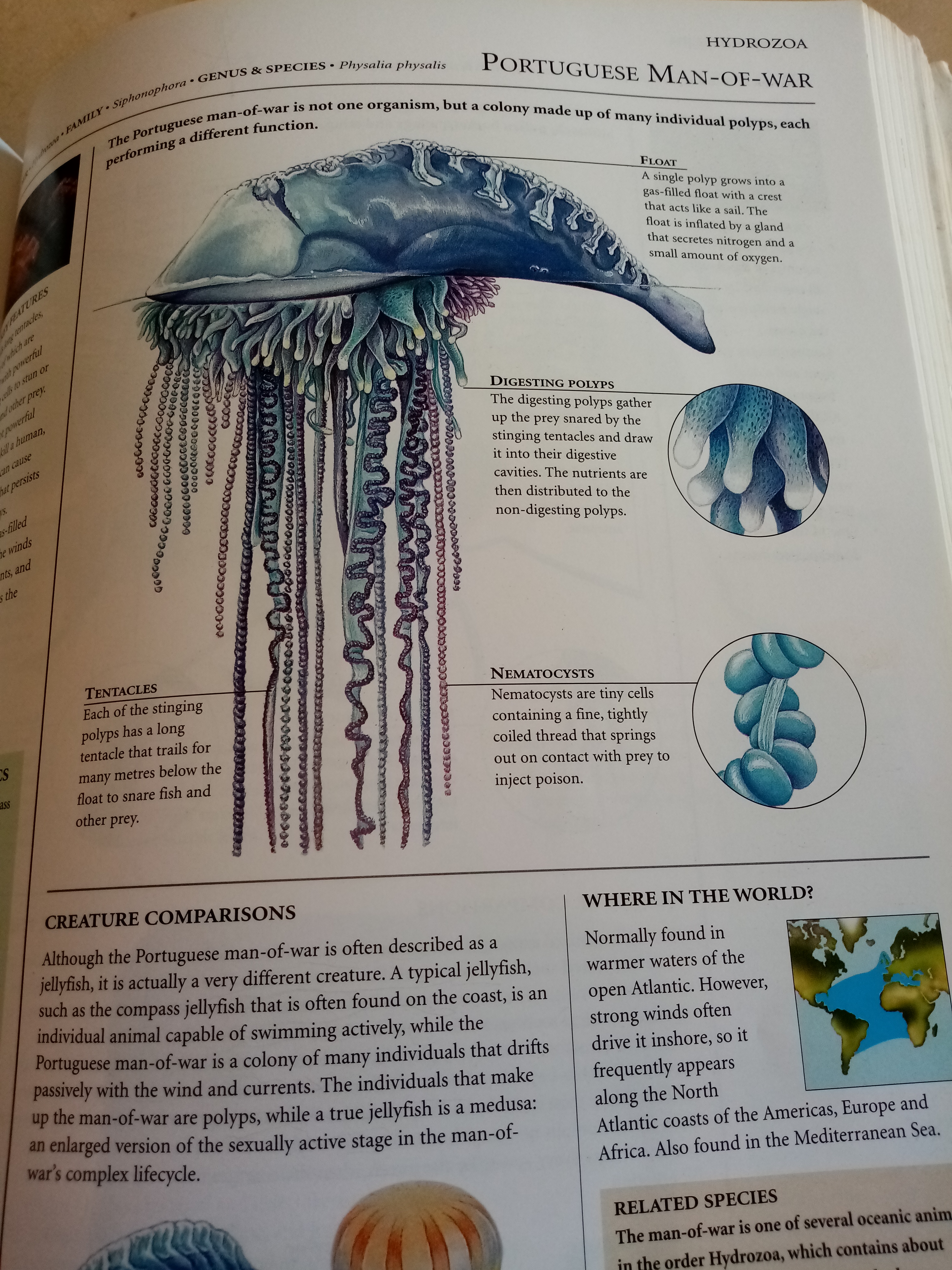 Smack them with sausage - Sons Of | The Forest